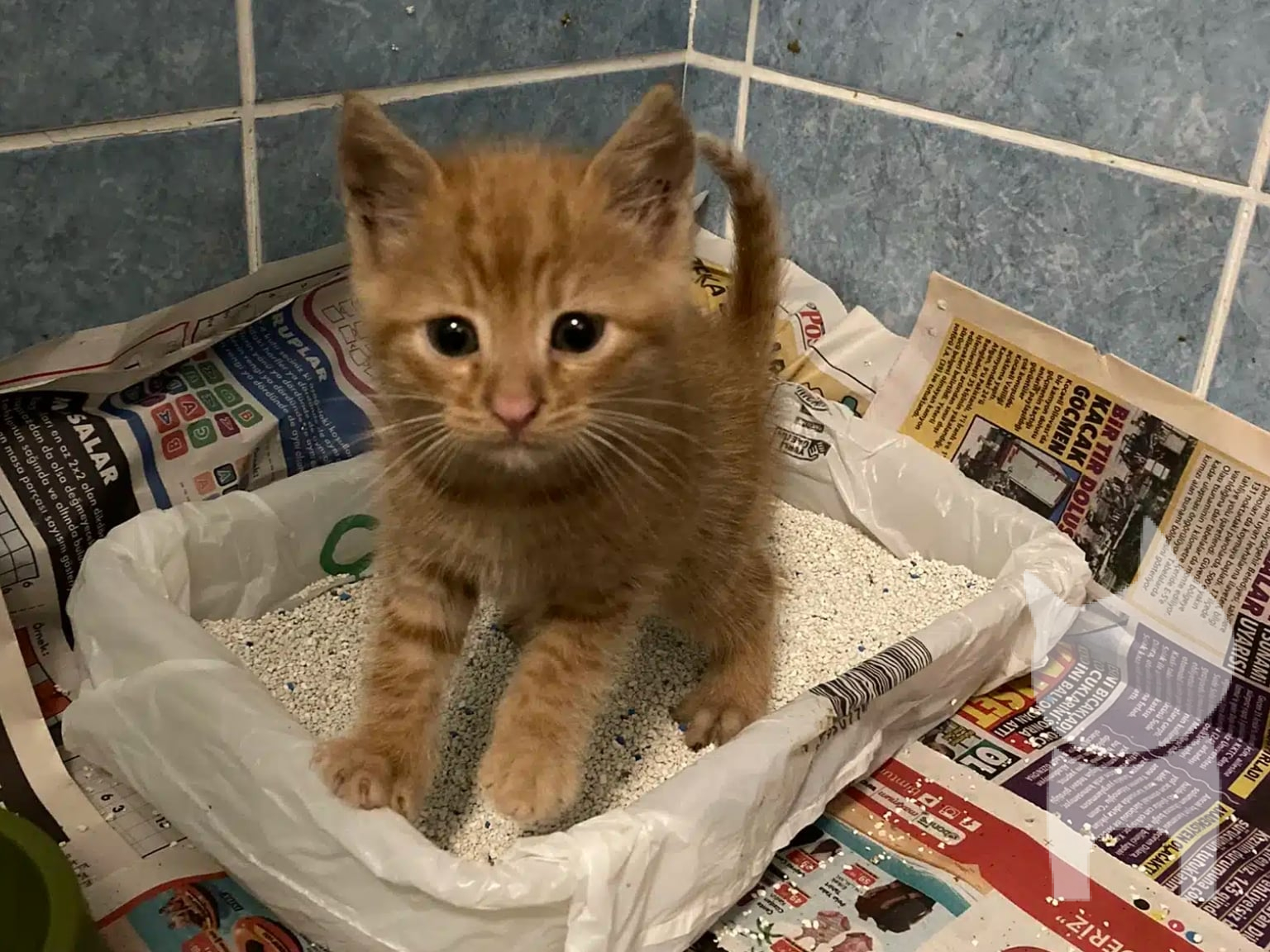 Sarman Kedi Yavrusu Yuva Arıyor » Miyavru.com